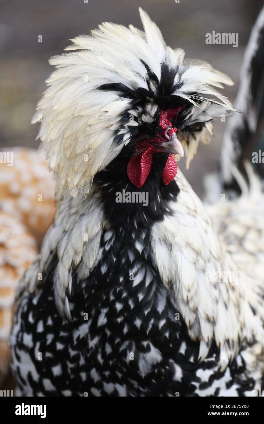 Black and white chickens Stock Photo - Alamy