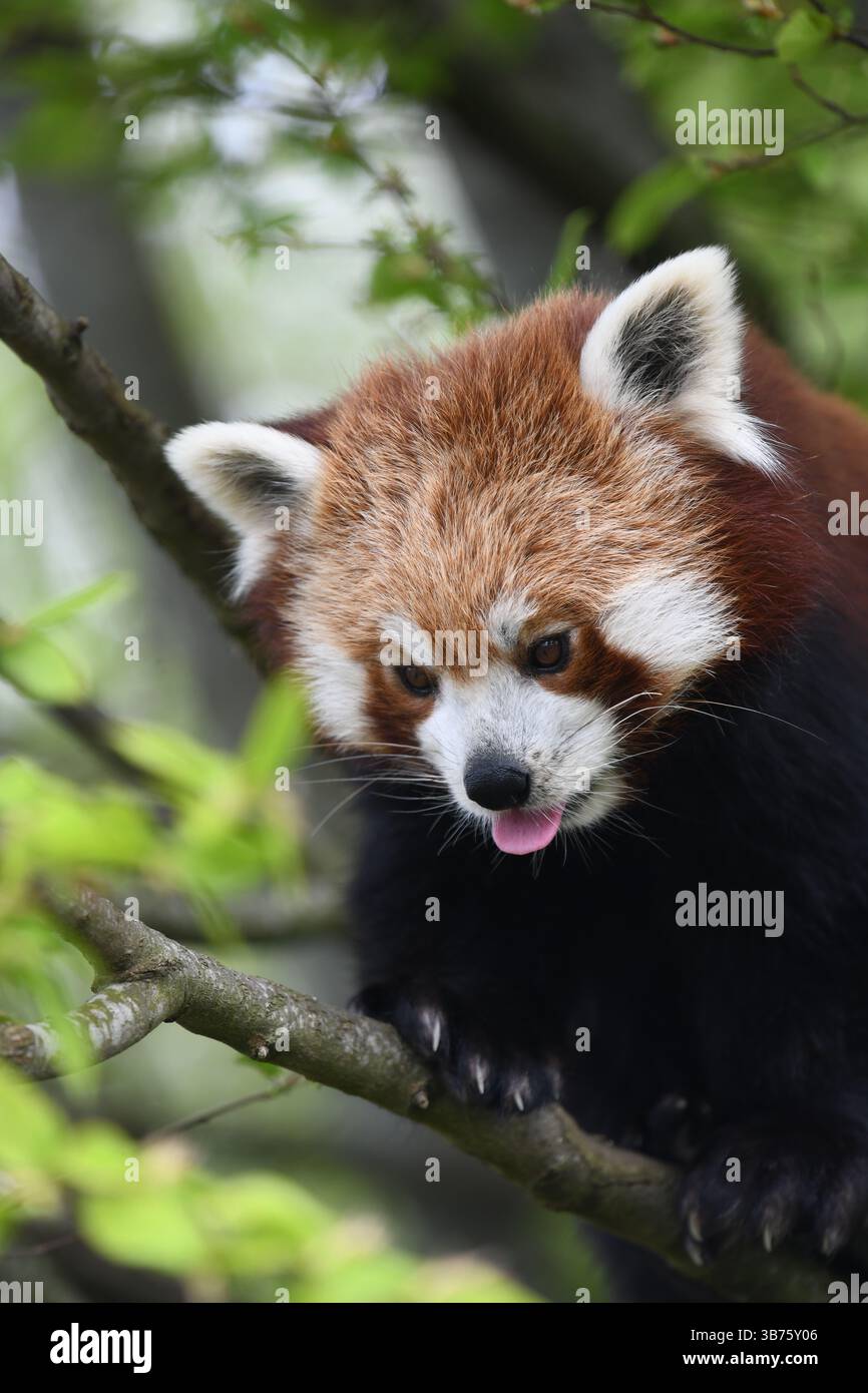 International panda day hi-res stock photography and images - Alamy