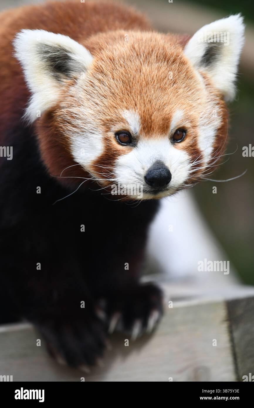 Caring for red panda hi-res stock photography and images - Alamy