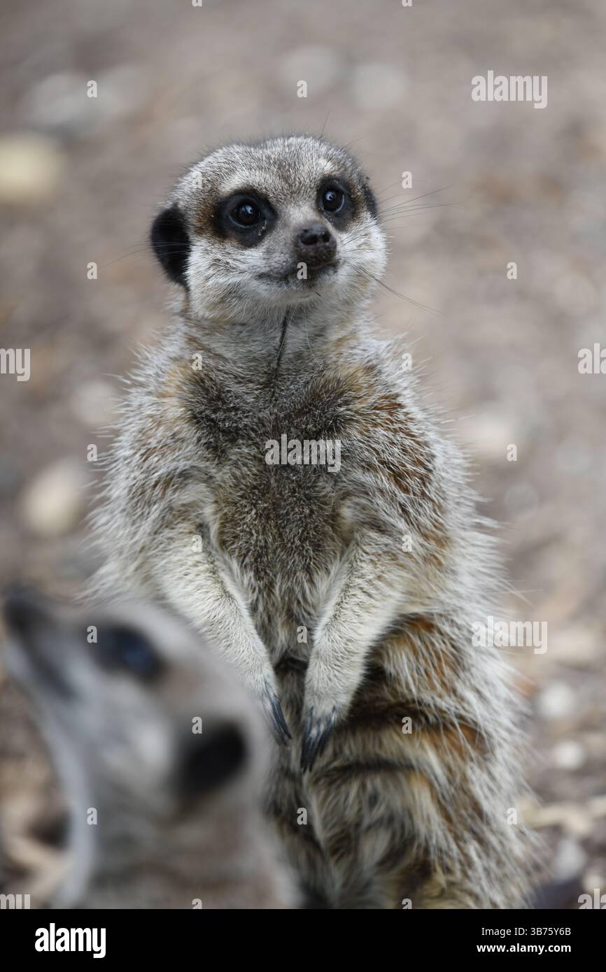 Encouraging meerkat population hi-res stock photography and images - Alamy