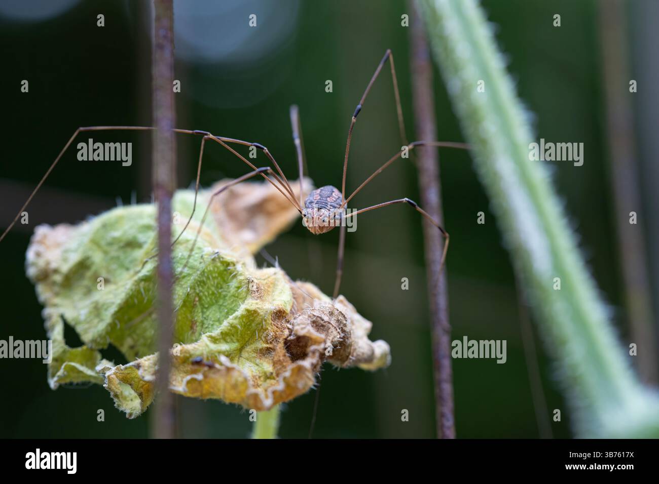 Long legger hi-res stock photography and images - Alamy