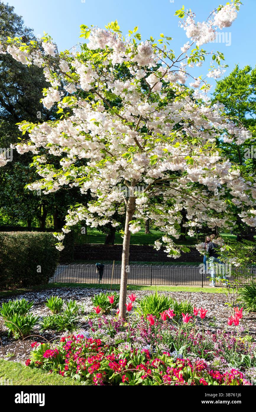 Spring Blossom In Hyde Park London UK Stock Photo - Alamy