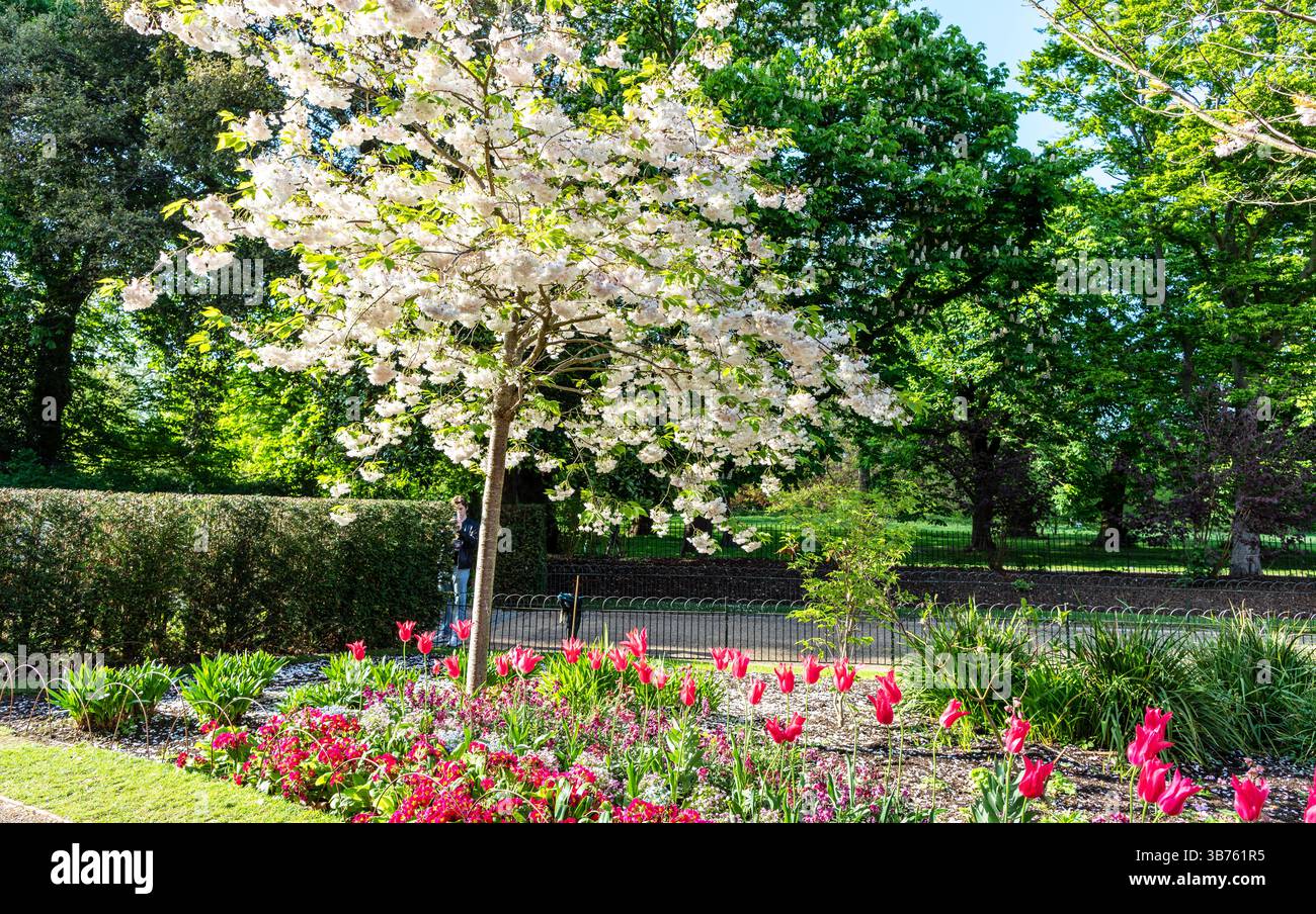 Spring Blossom In Hyde Park London UK Stock Photo - Alamy