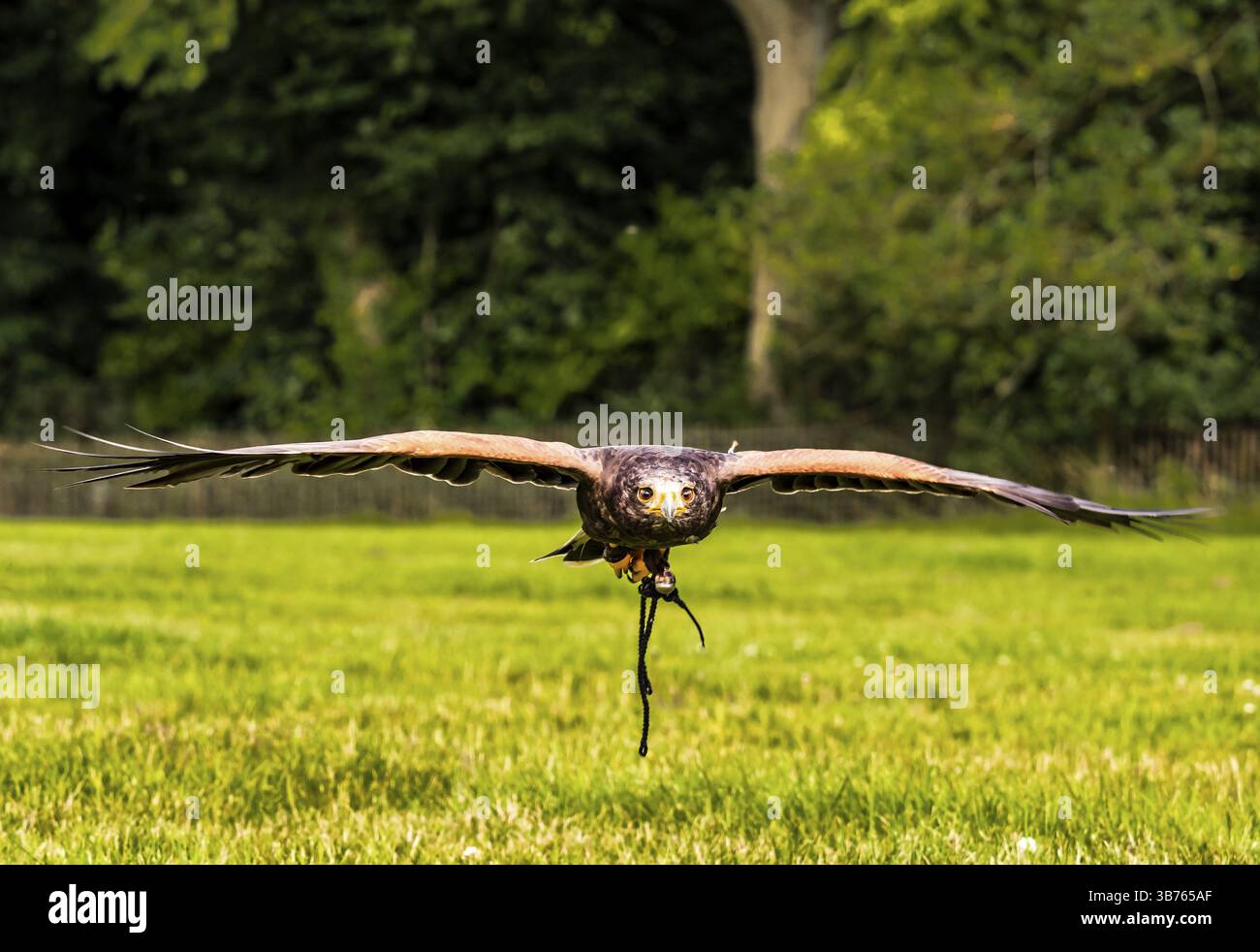 UK - Harris Hawk in Flight at low level Stock Photo - Alamy
