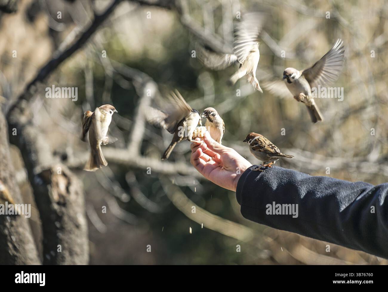 Feeding of the sparrow. Shooting Location: Tokyo metropolitan area ...