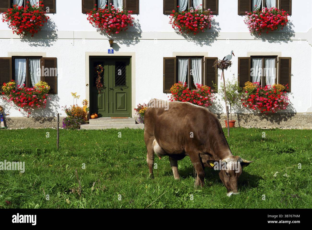 Bavaria, farmhouse, cow, cows, customs, garden, house, flowers Stock ...