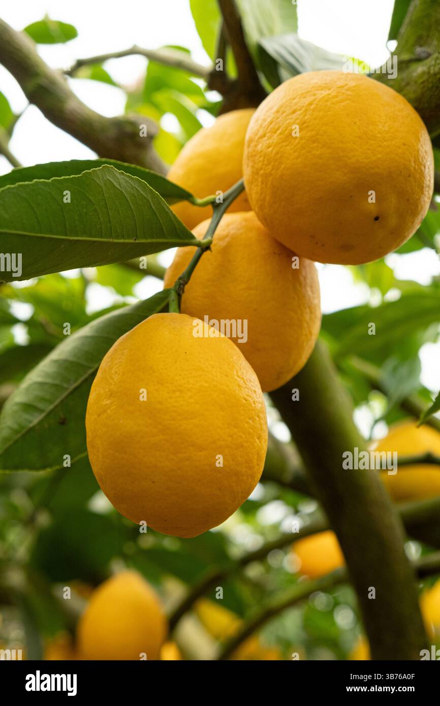 Limonarium hi-res stock photography and images - Alamy