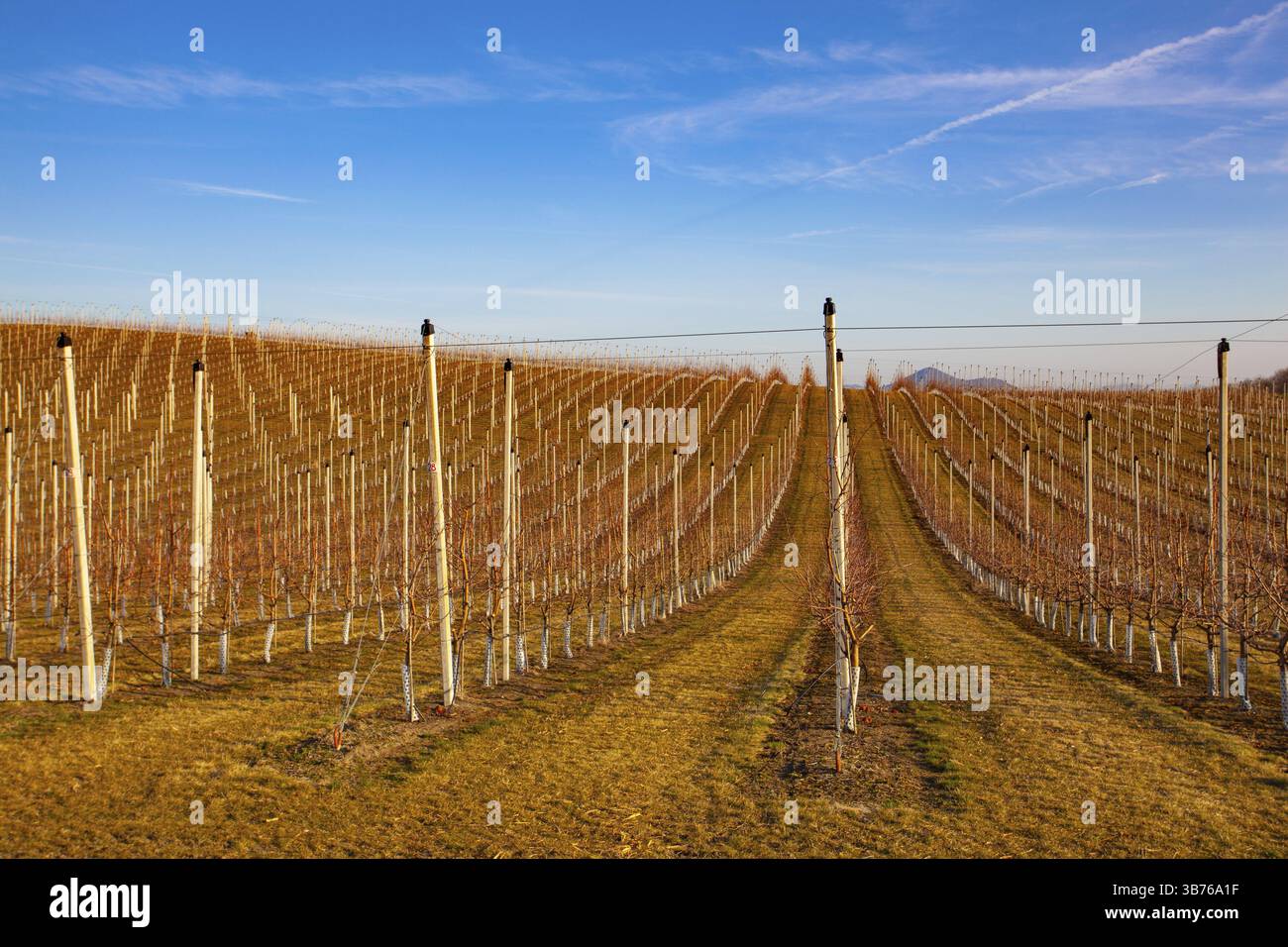 Apple Orchard Rows in spring. Fruit trees over bright blue sky. Apple ...