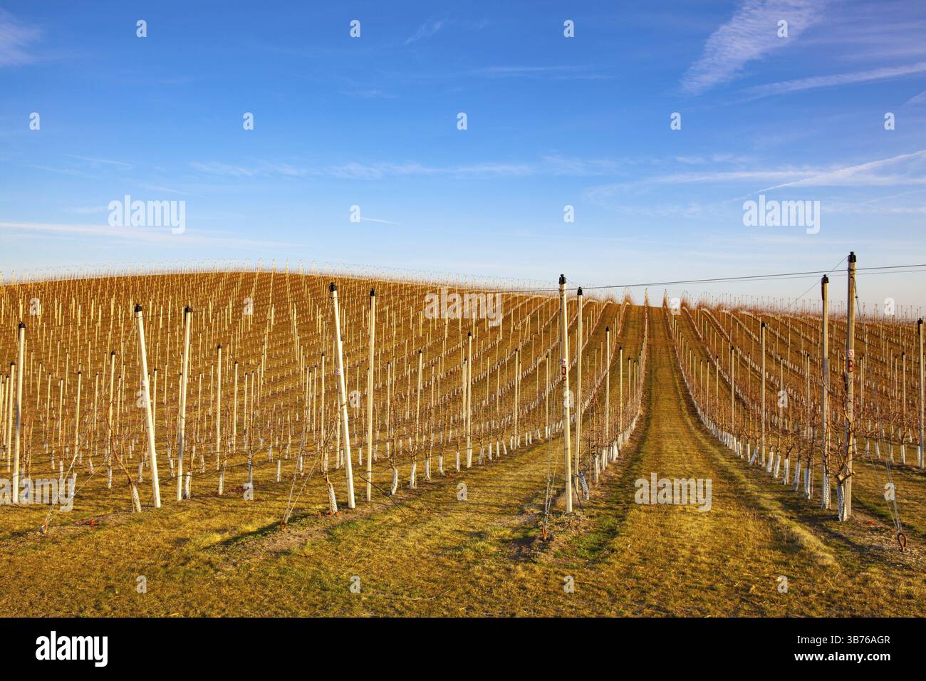 Apple Orchard Rows in spring. Fruit trees over bright blue sky. Apple ...