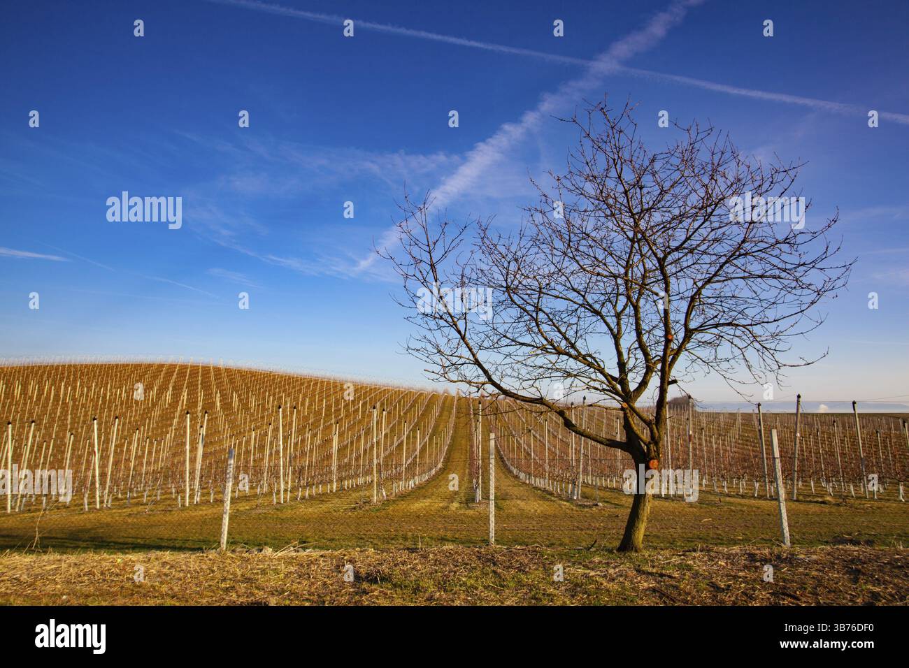 Apple Orchard Rows in spring. Fruit trees over bright blue sky. Apple ...