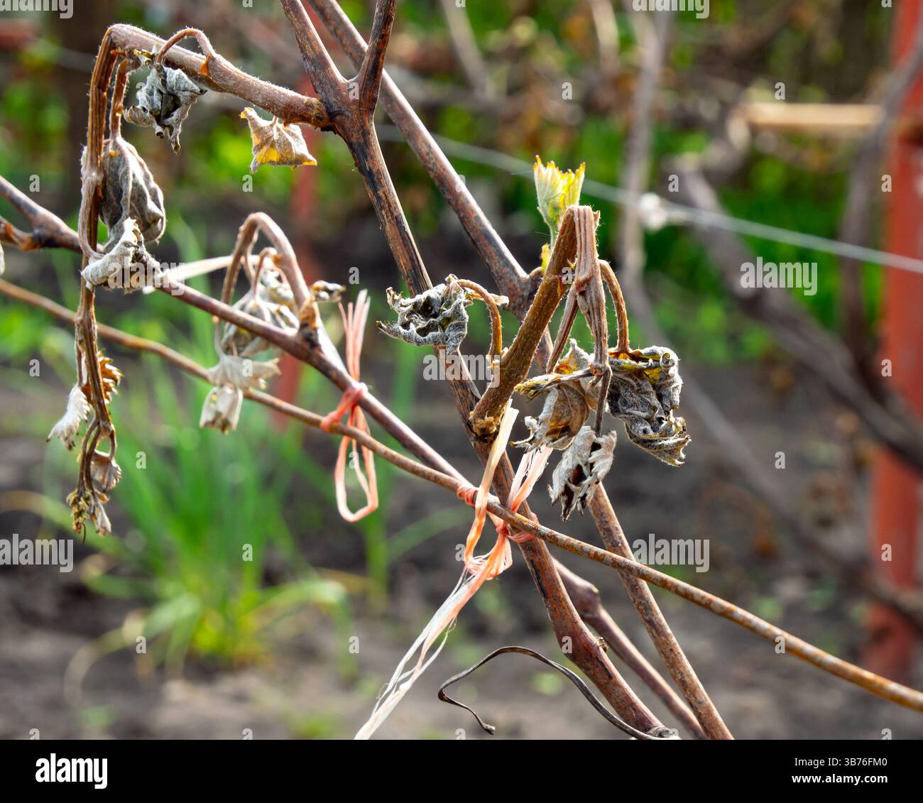 Damaged dry vineyard plant hi-res stock photography and images - Alamy