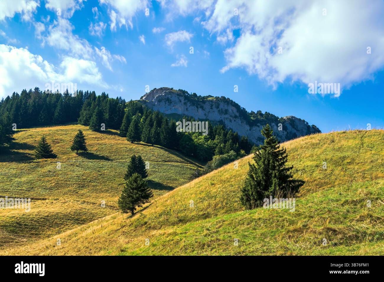 Wide green alpine meadow under blue sky with scattered pine trees and ...