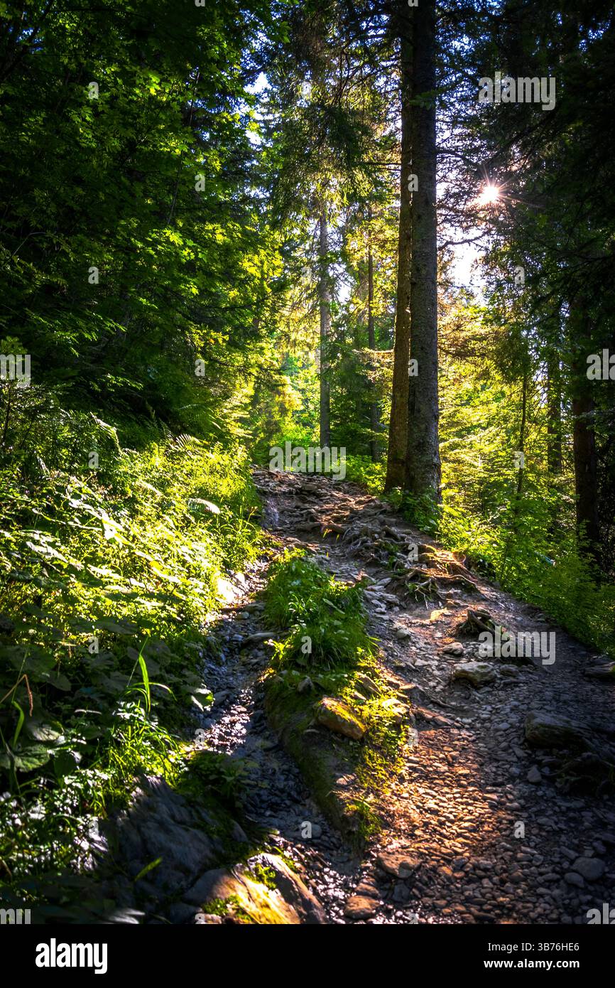 Sunlit forest path winding through dense green woods in the French Alps ...