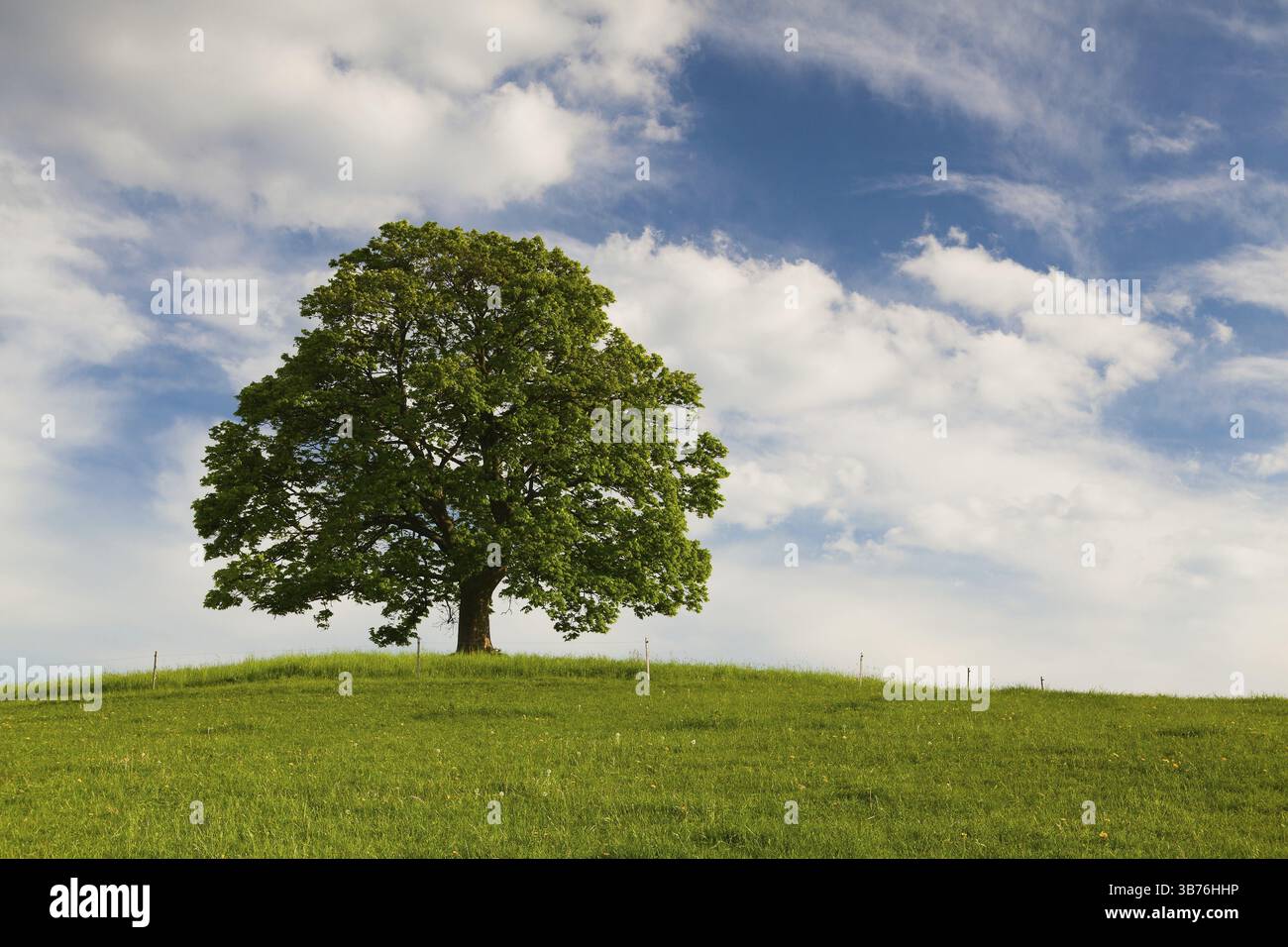 Gallows Hill - Memorial maple tree on the mystic place in Votice, Czech ...