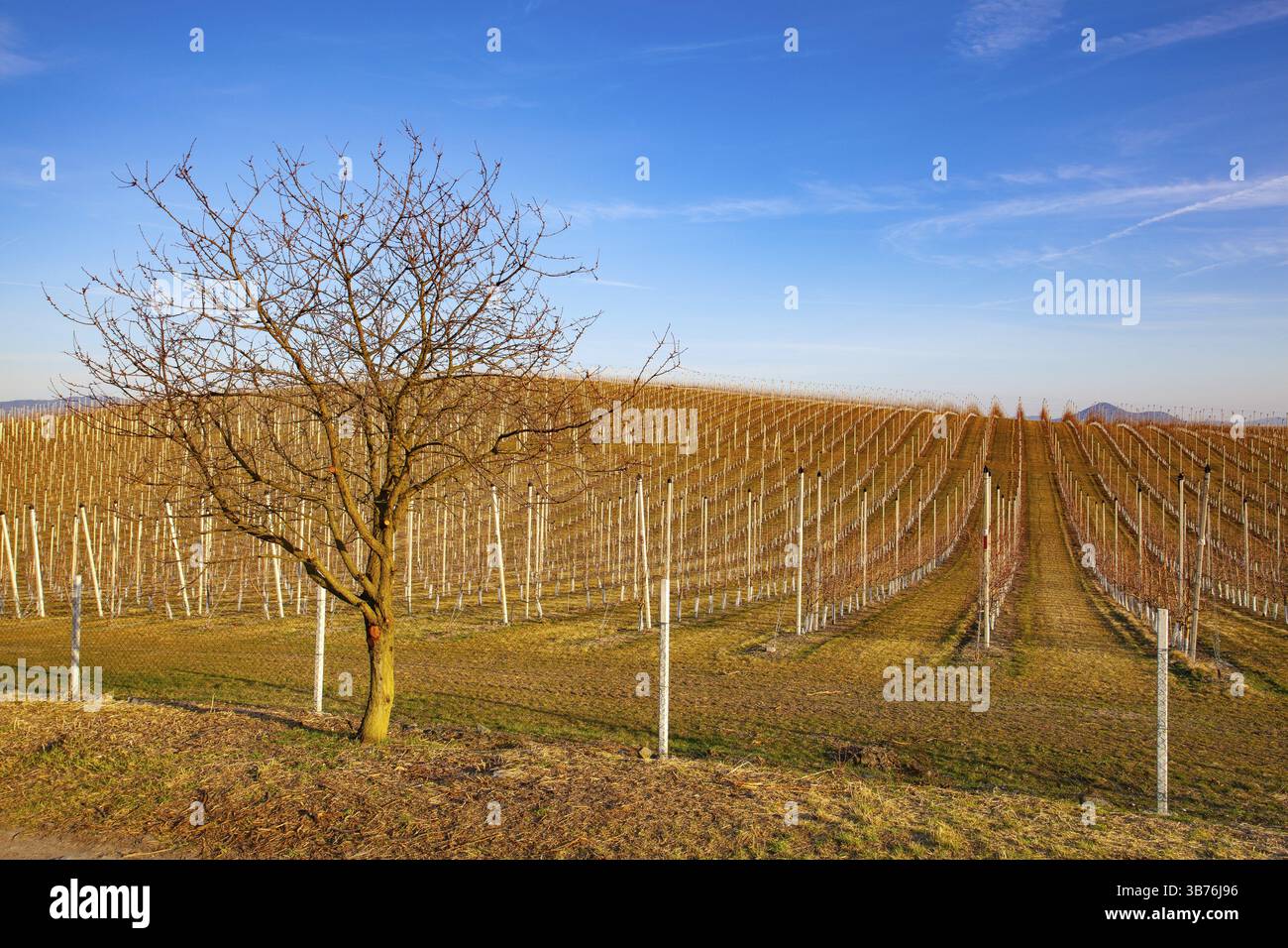 Apple Orchard Rows in spring. Fruit trees over bright blue sky. Apple ...