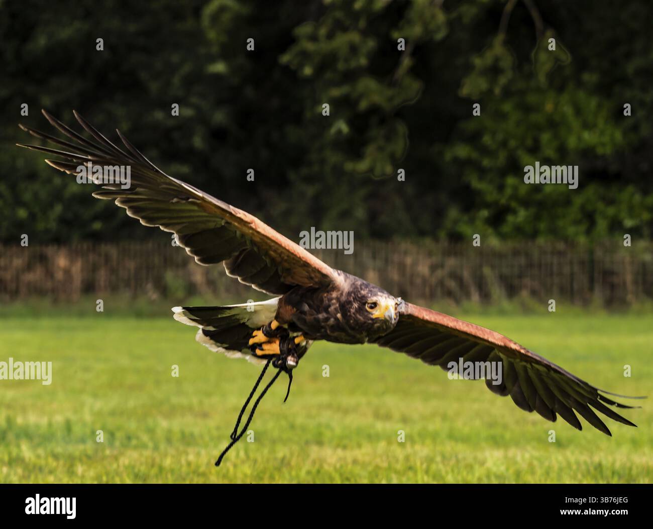 Harris hawk wild uk hi-res stock photography and images - Alamy
