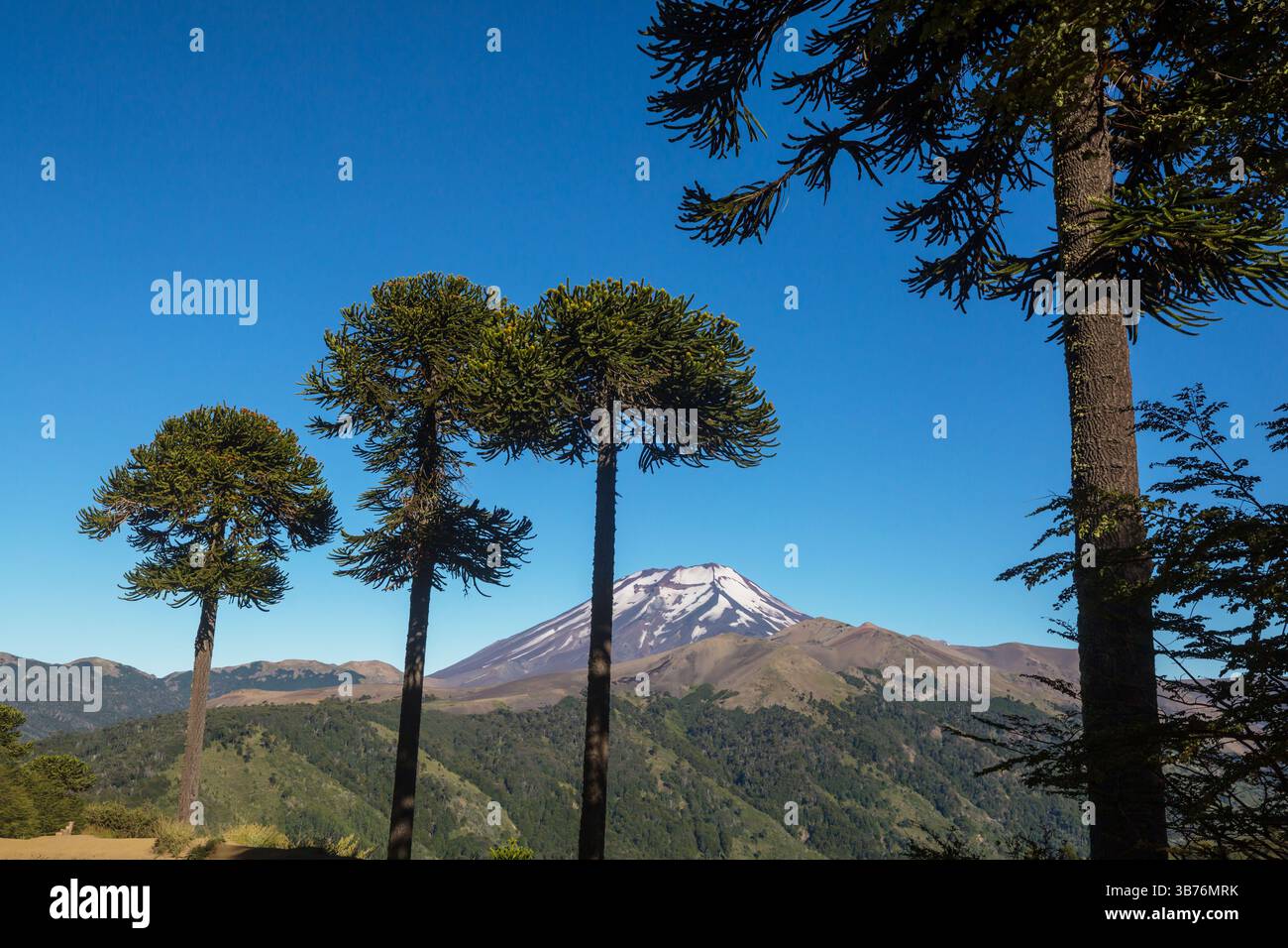 Unusual Araucaria (Araucaria araucana) trees in Andes mountains, Chile ...
