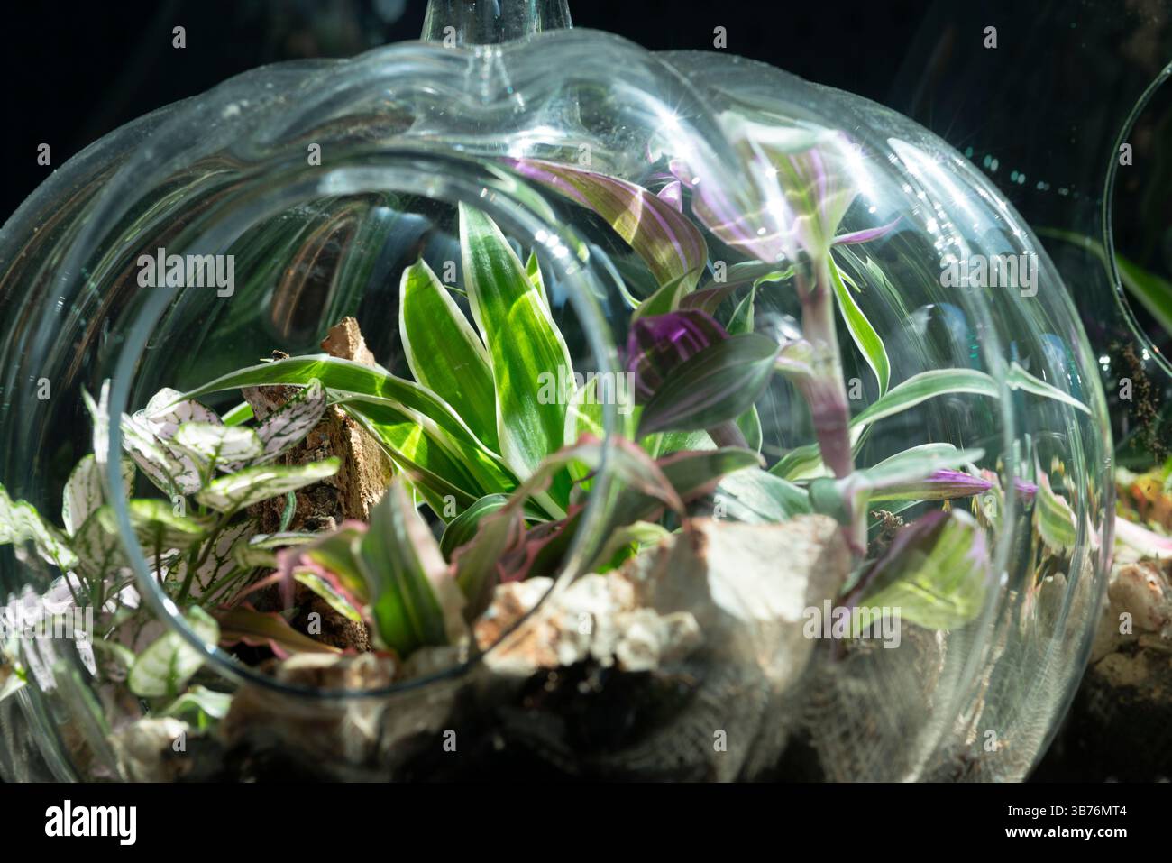 Terrariums garden hi-res stock photography and images - Alamy