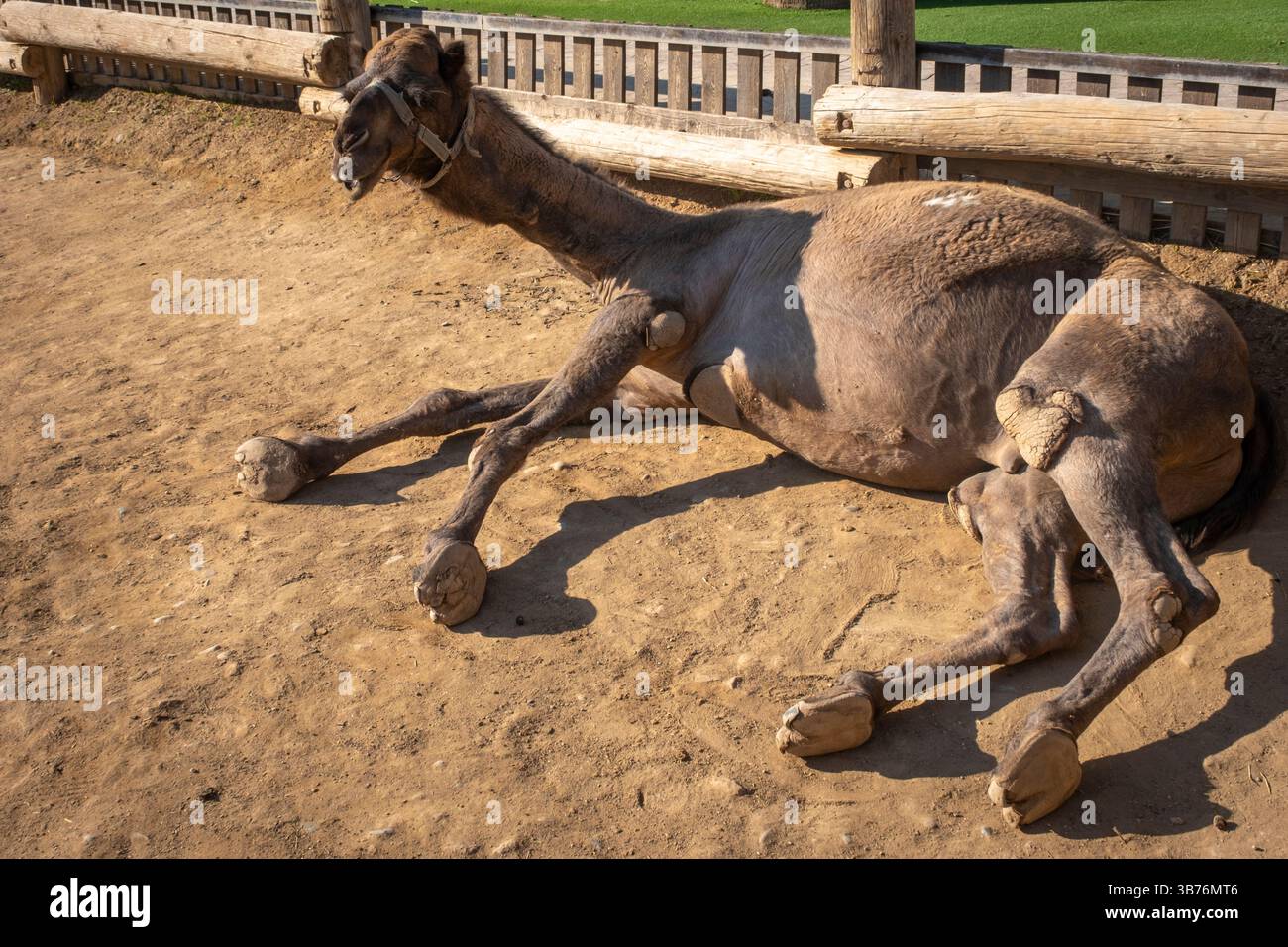 camel riding in a park near Mazotos of Cyprus Stock Photo - Alamy