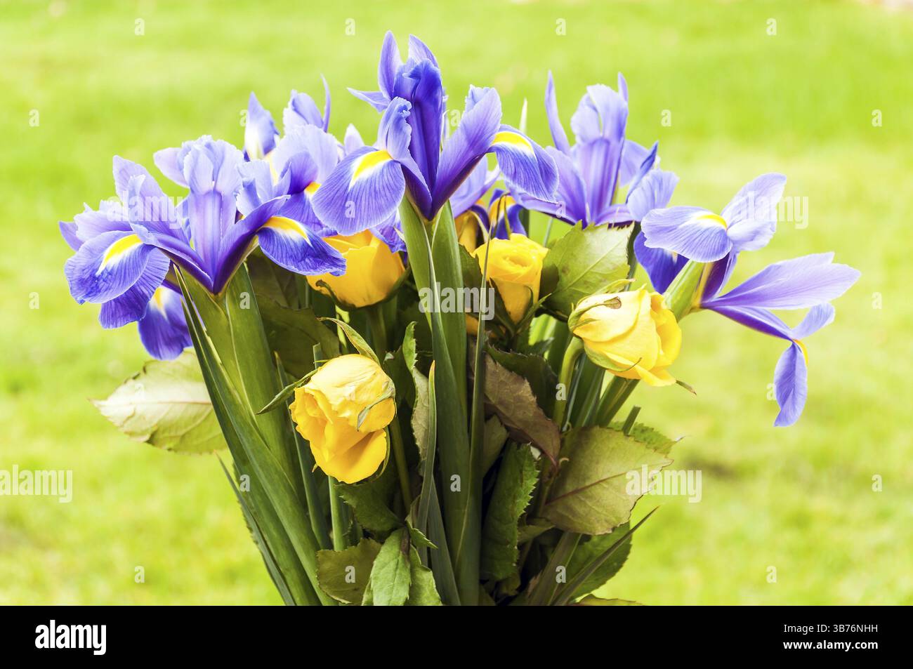 First spring flowers bloom hi-res stock photography and images - Alamy