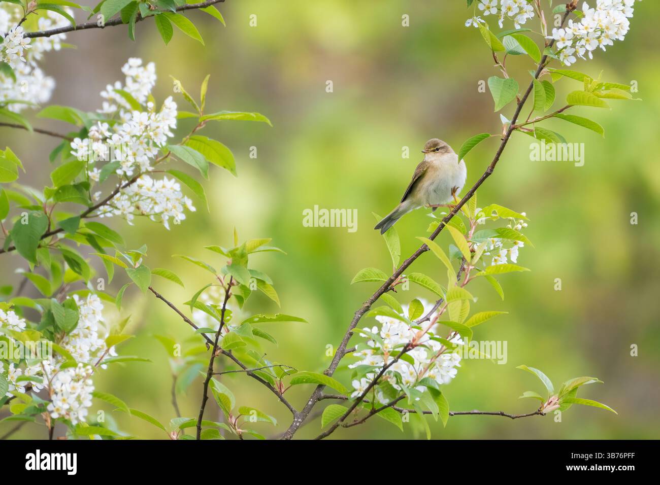 Willow warbler (Phylloscopus trochilus) amidst spring blossom ...
