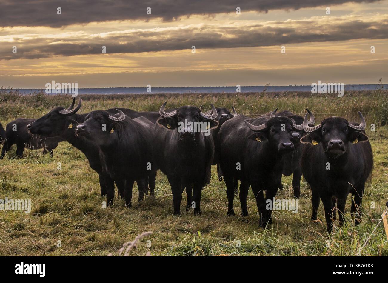 Buffalo owners hi-res stock photography and images - Alamy