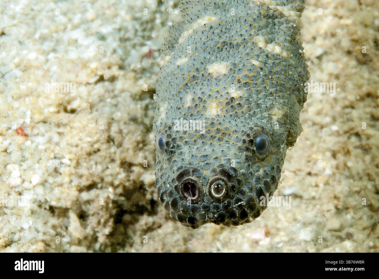 Close-up of head of Acrochordus granulatus (Acrochordus granulatus) sea ...