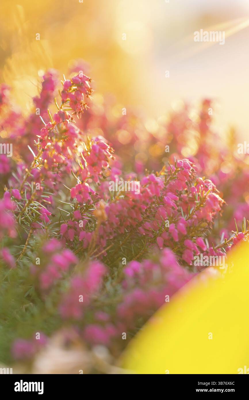 Soft light plant hi-res stock photography and images - Alamy