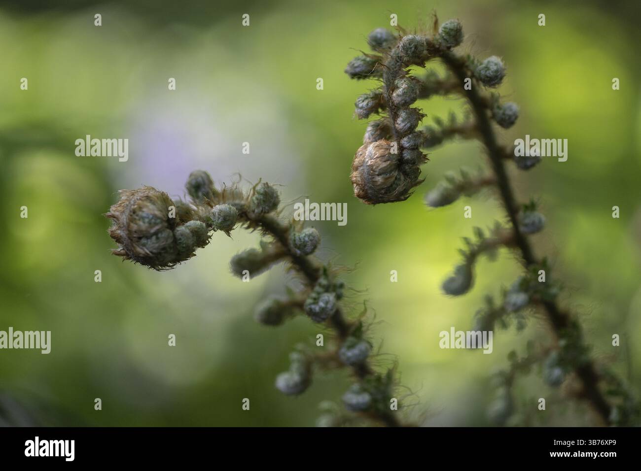 Soft shield ferns hi-res stock photography and images - Alamy