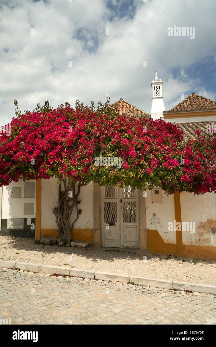Typical colourfully painted traditional houses in the cobbled side ...