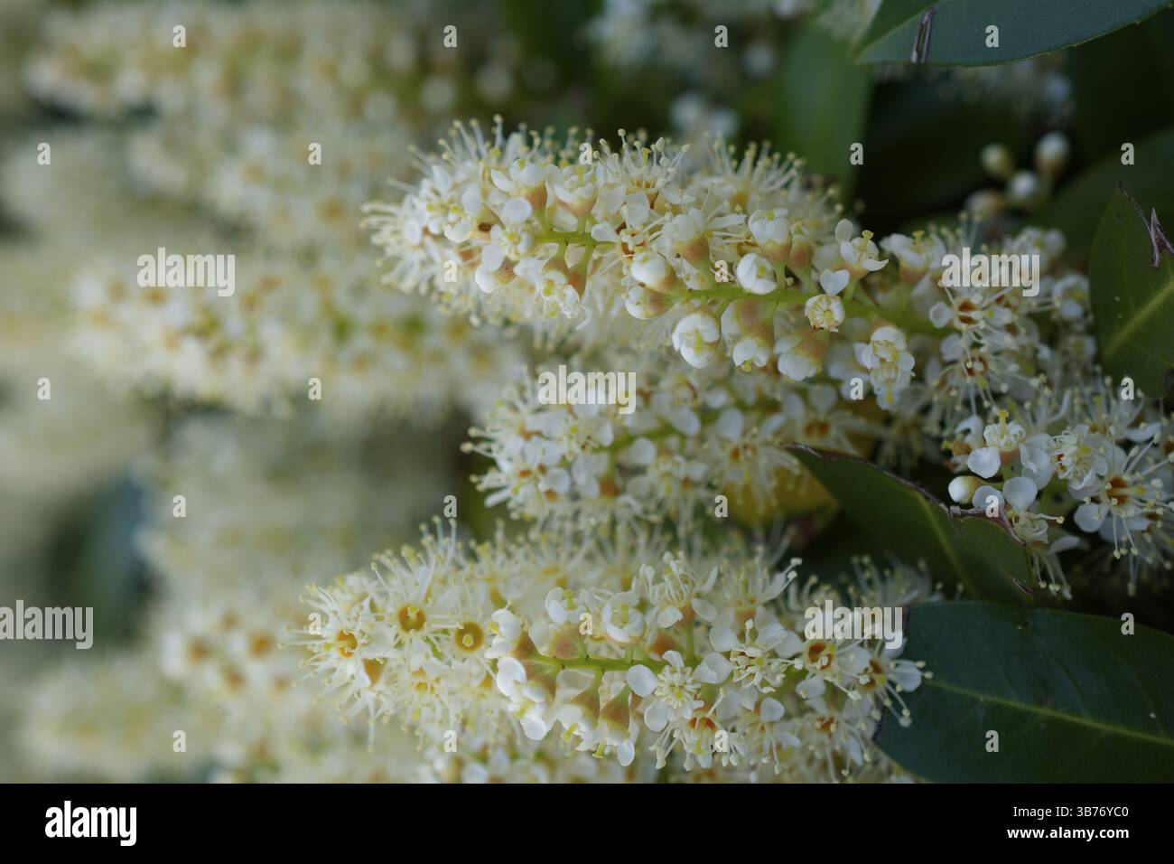 Prunus laurocerasus common laurel cherry laurel hi-res stock ...
