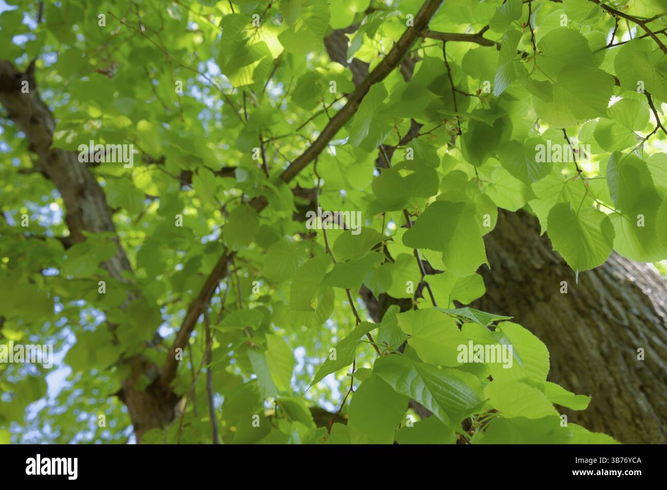Lime tree (Tilia) in spring, leaf, leaves, April, chlorophyll, sun ...