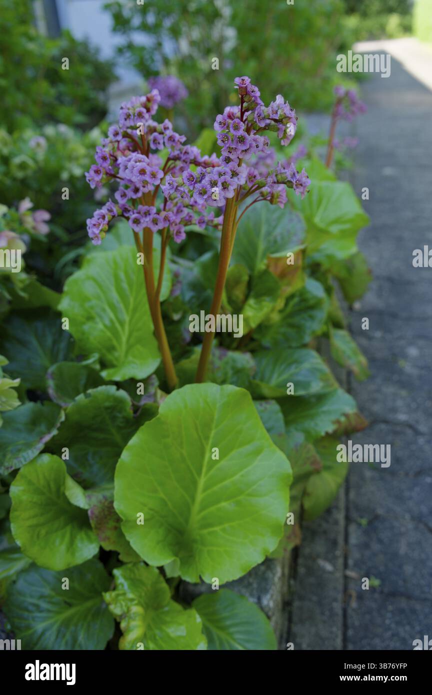 Heartleaf Bergenia (Bergenia cordifolia), April, spring, flower ...