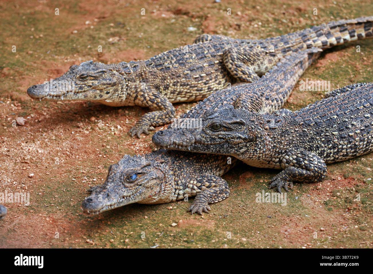 Cuban crocodile, Zapata Swamp, Zapata Peninsula, Cuba Stock Photo - Alamy