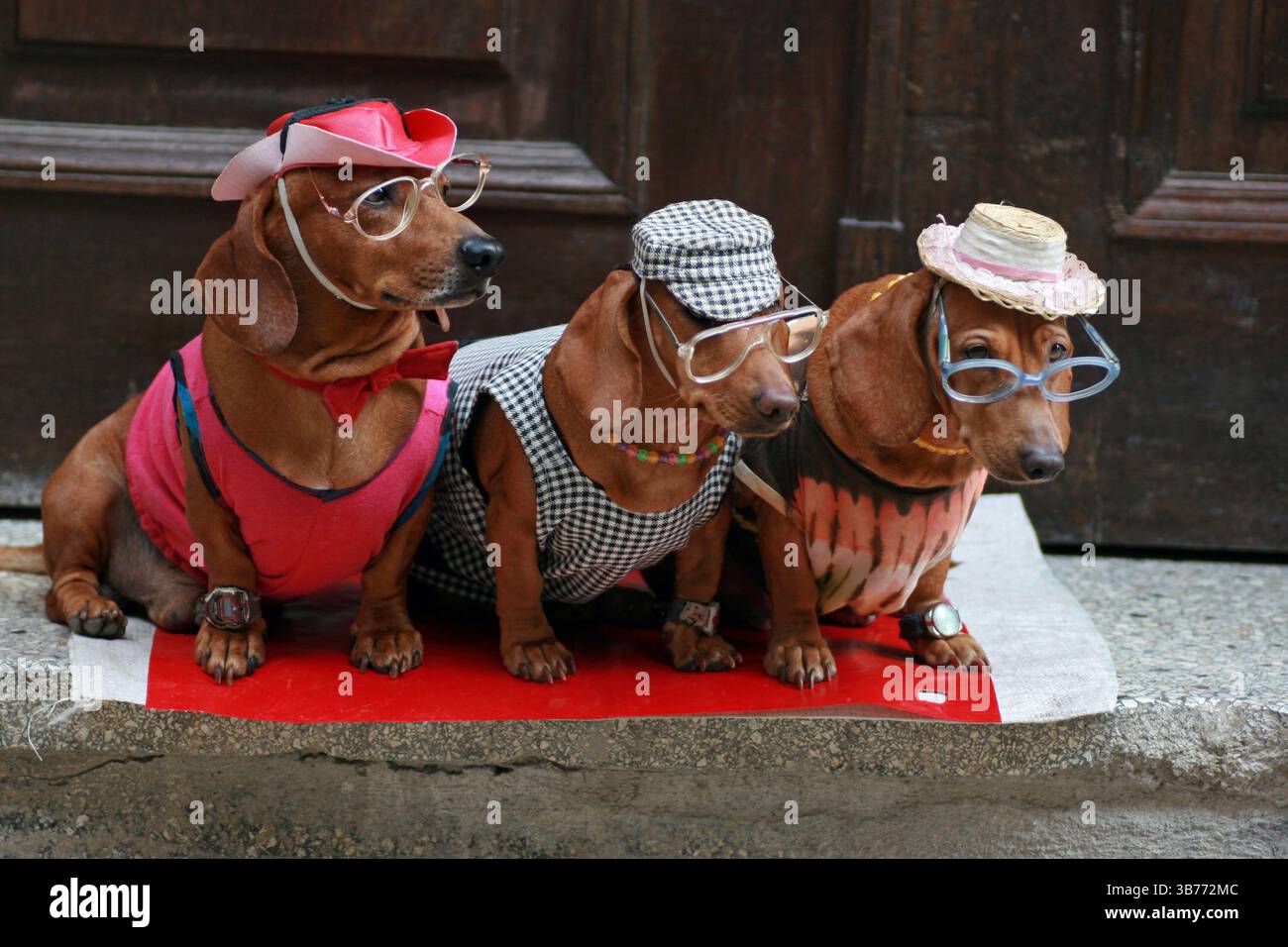 Havana street dogs hi-res stock photography and images - Alamy