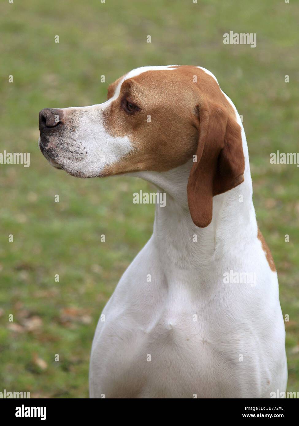 English pointer dog hi-res stock photography and images - Alamy