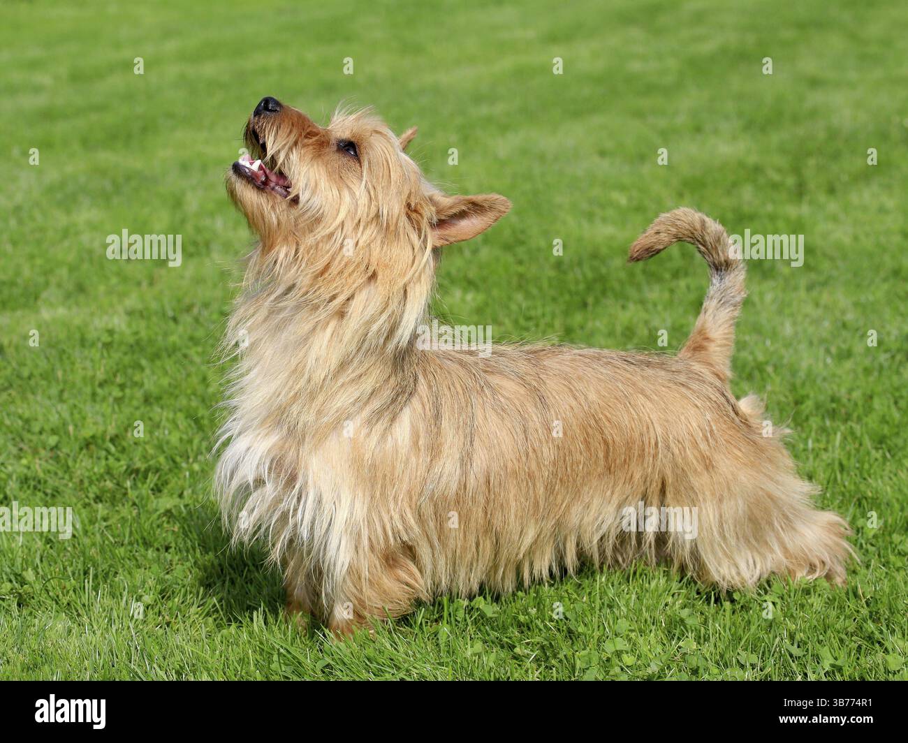 Typical Australian Silky Terrier in the spring garden Stock Photo - Alamy