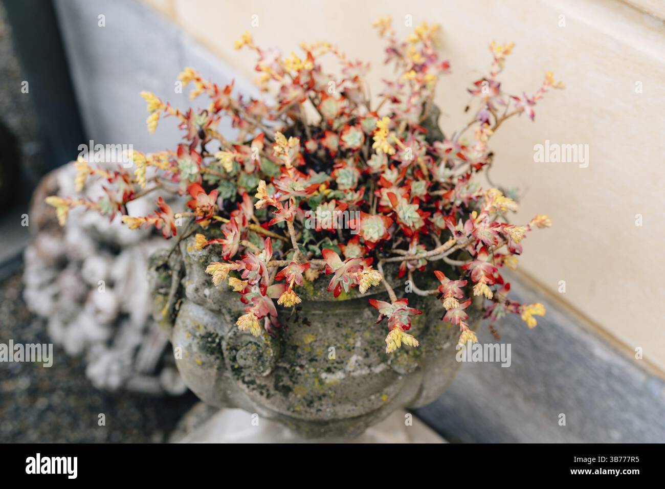 Sedum compressum in an antique stone flowerpot. Sedum palmeri has ...
