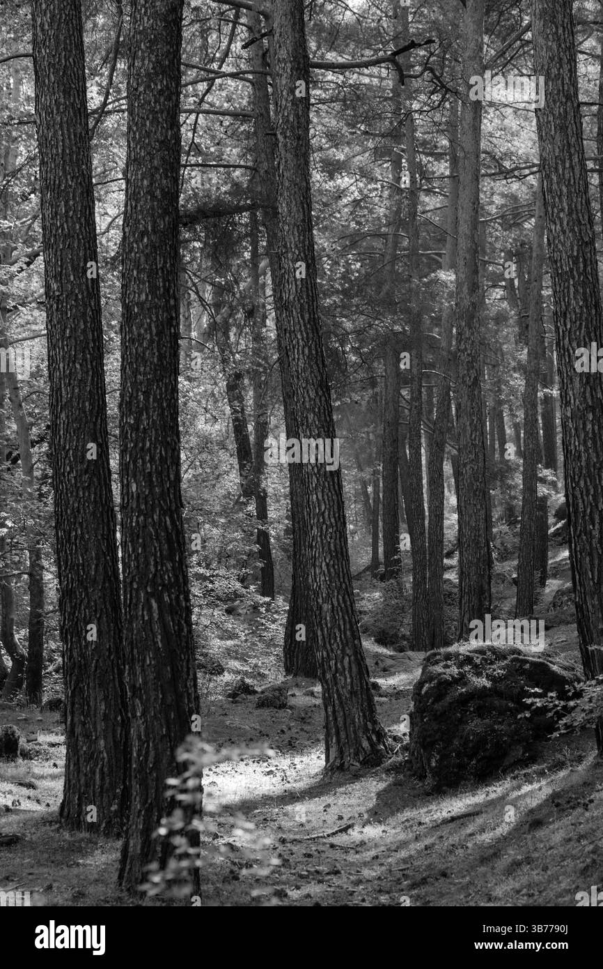 A montane track through the pine forest (Pinus nigra) at Ağla (900 ...