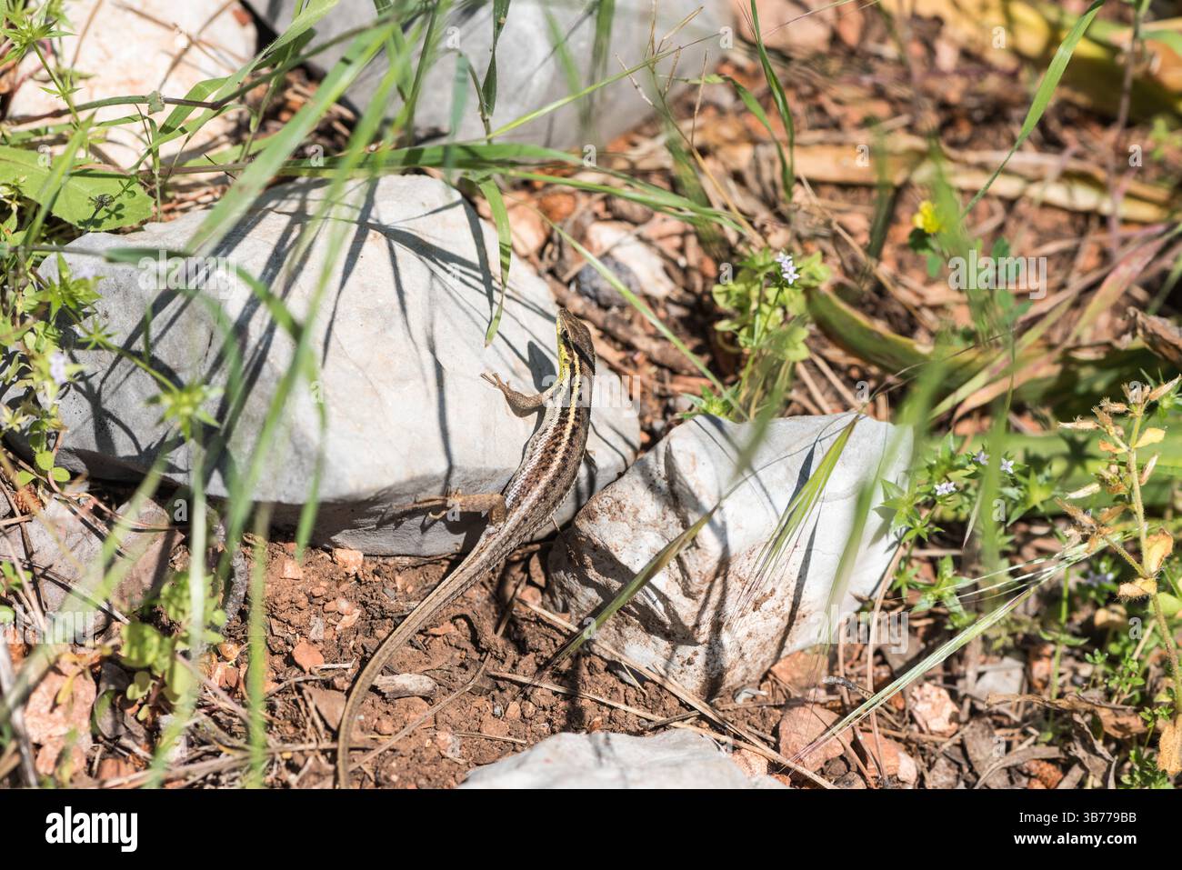 Snake-eyed Lizard (Ophisops elegans) near Kaunos, SW Turkiye Stock ...