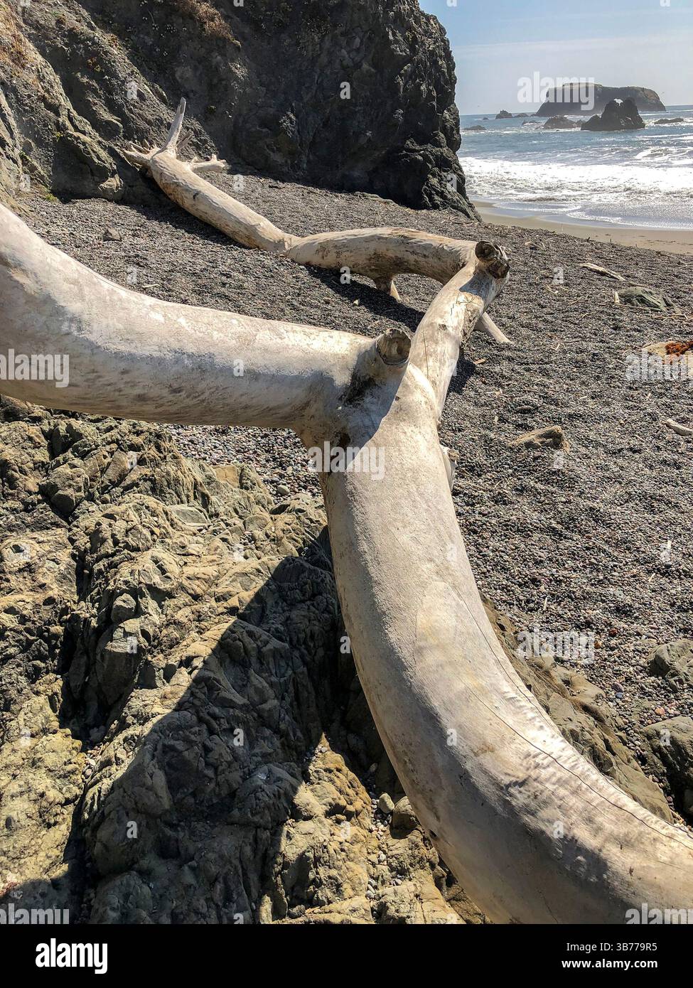 Goat Rock beach sits on the California coast in Sonoma County Stock ...