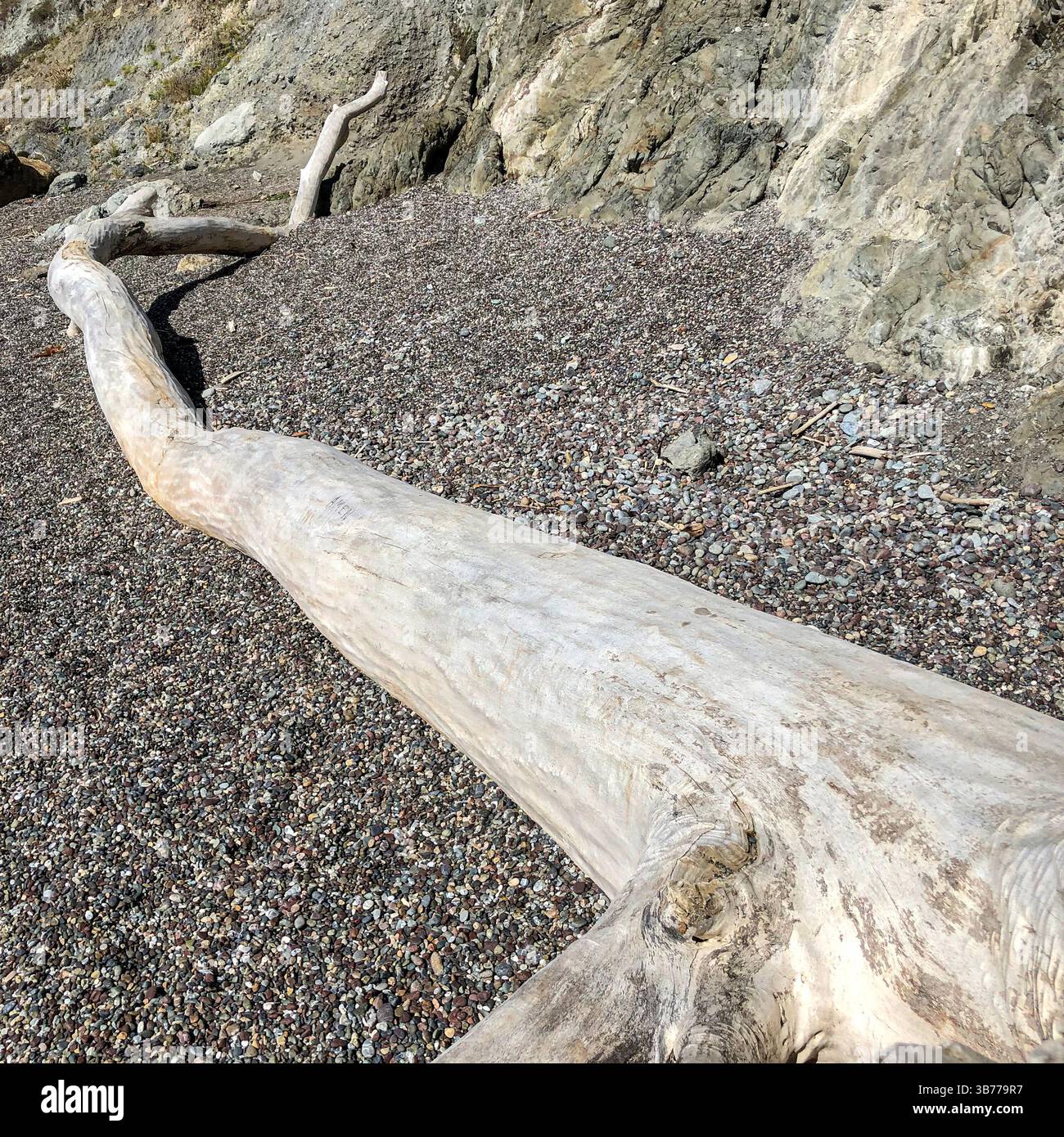Goat Rock beach sits on the California coast in Sonoma County Stock ...