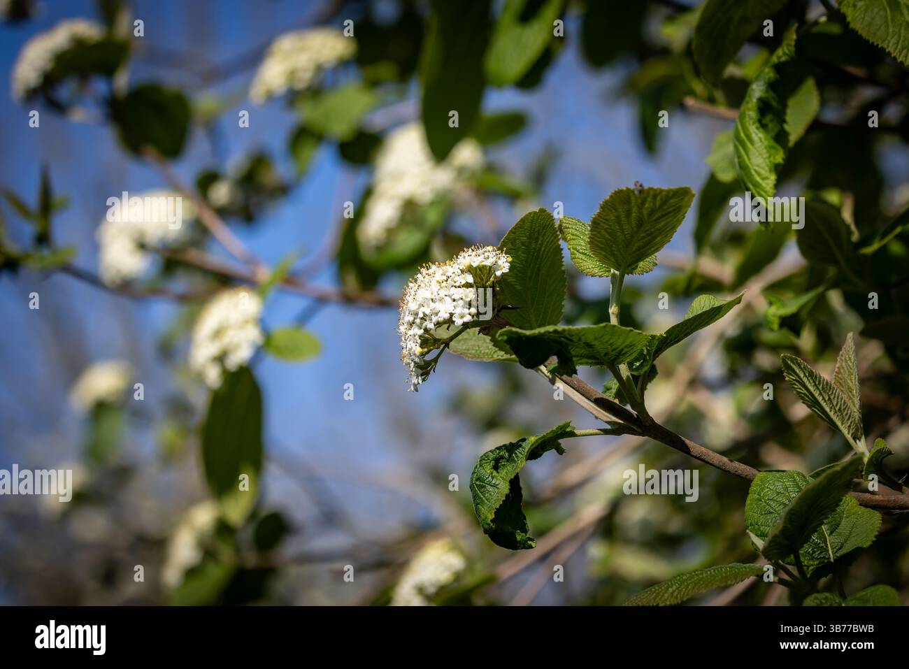 Viburnum Lantana, commonly known as a Wayfaring Tree, blooming in the ...