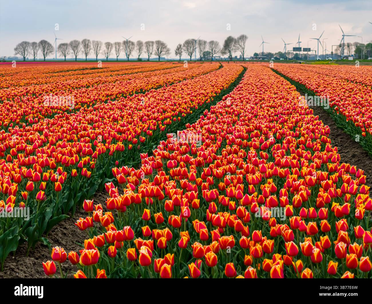 A vibrant aerial view of blooming tulip fields with neatly lined rows ...