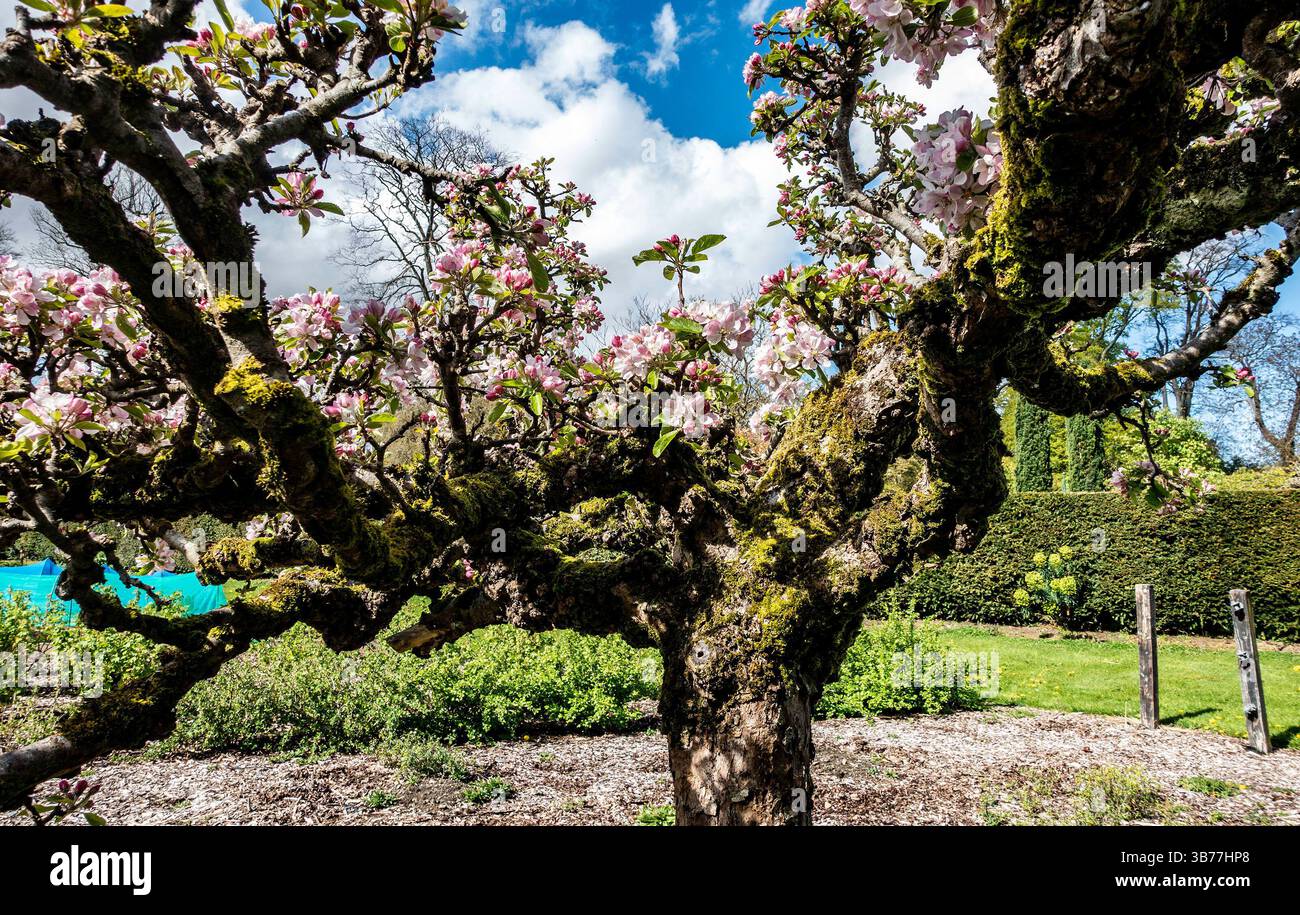Tree dessert environment nature hi-res stock photography and images - Alamy
