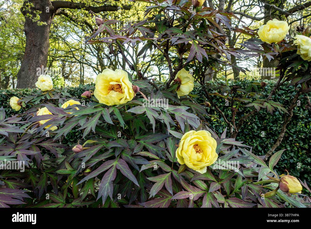 Yellow tree peony hi-res stock photography and images - Alamy