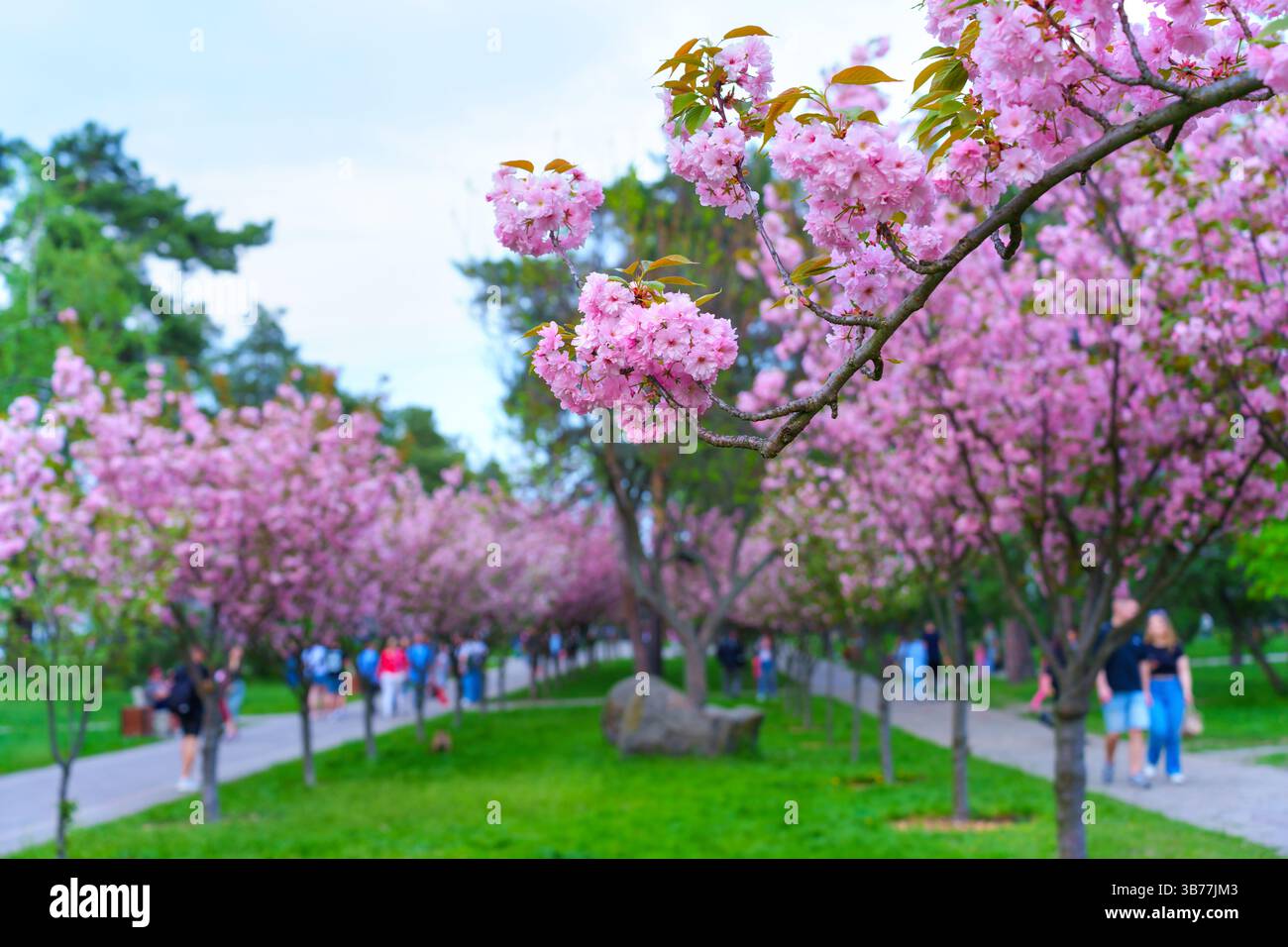 Vibrant scene showcasing blooming cherry blossom trees framing a busy ...