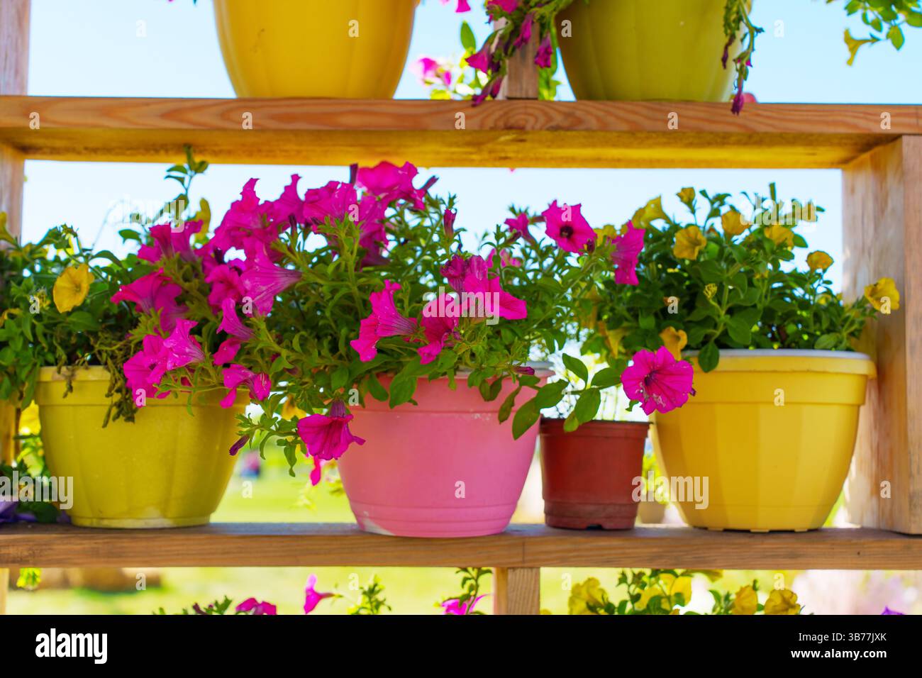 Colorful arrangement of flower pots filled with vibrant petunias and ...