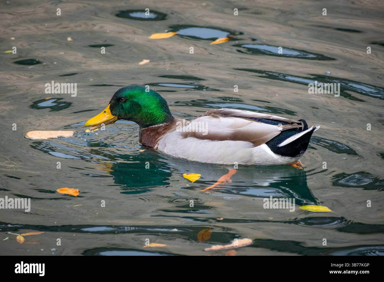 wild duck in ponds and lakes in Germany and Austria Stock Photo - Alamy