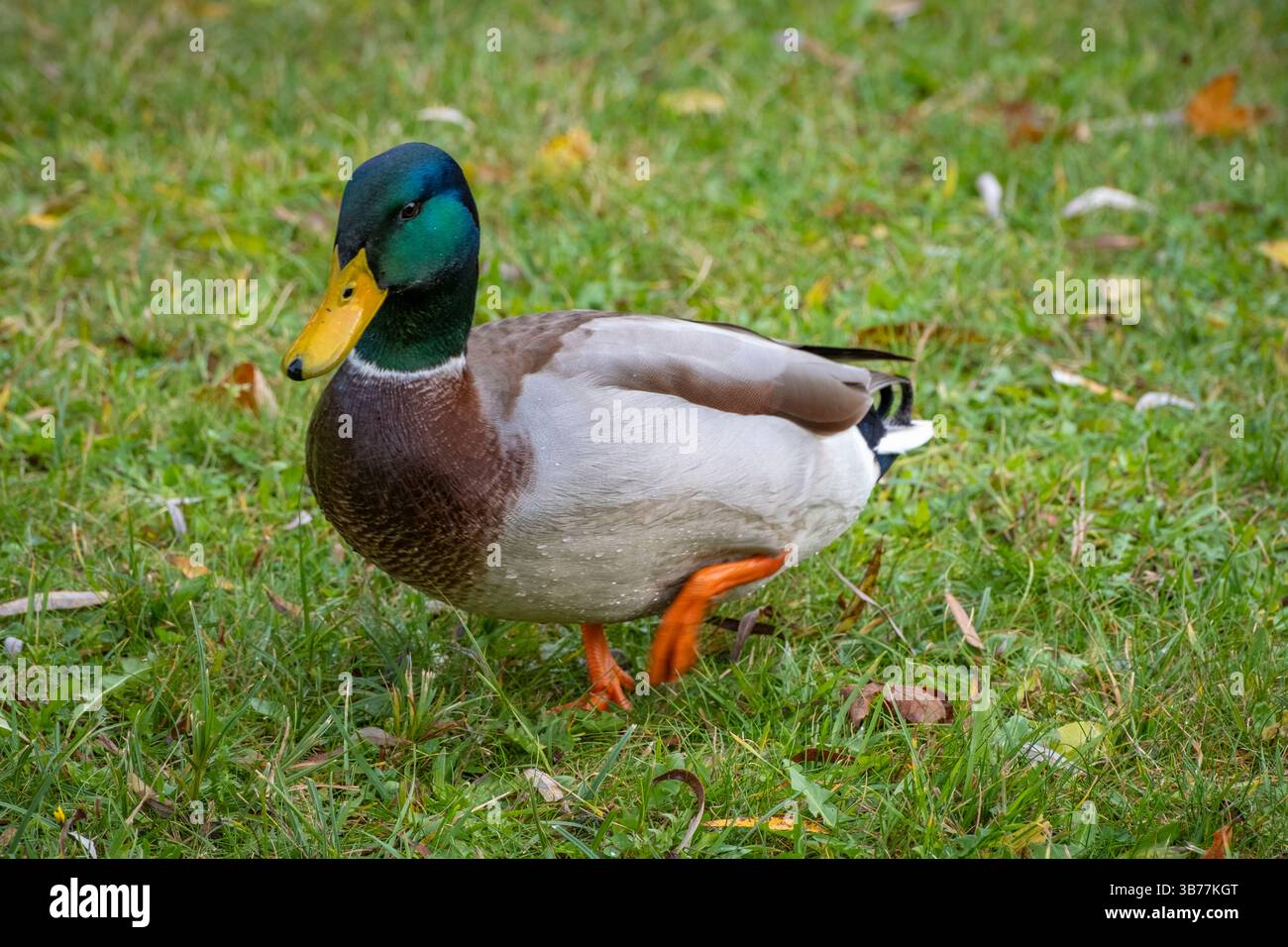wild duck in ponds and lakes in Germany and Austria Stock Photo - Alamy